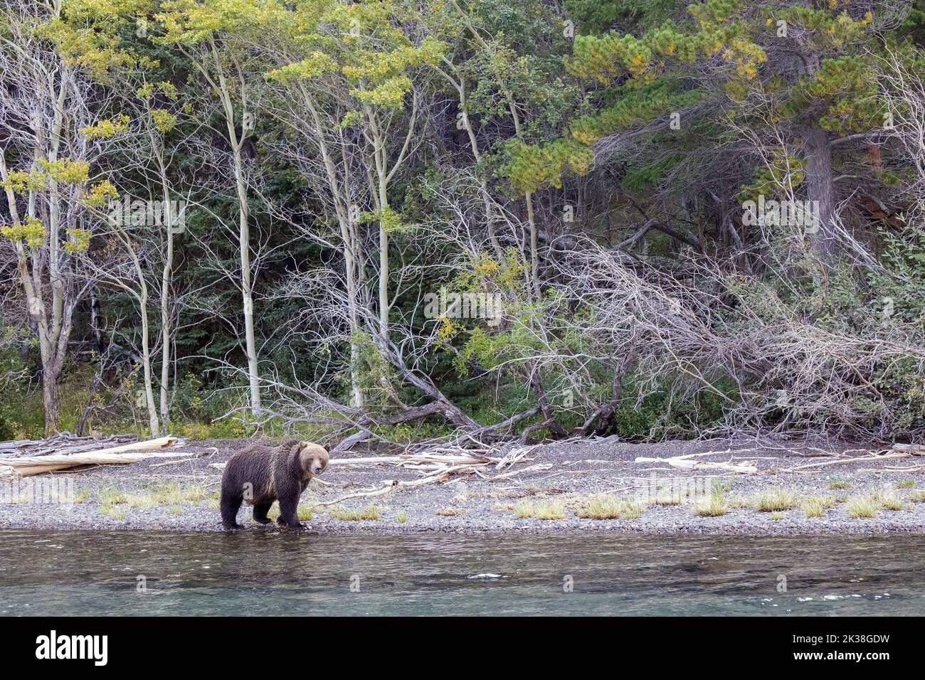 Grizzly Bear Small in Frame Stock Photo - Alamy