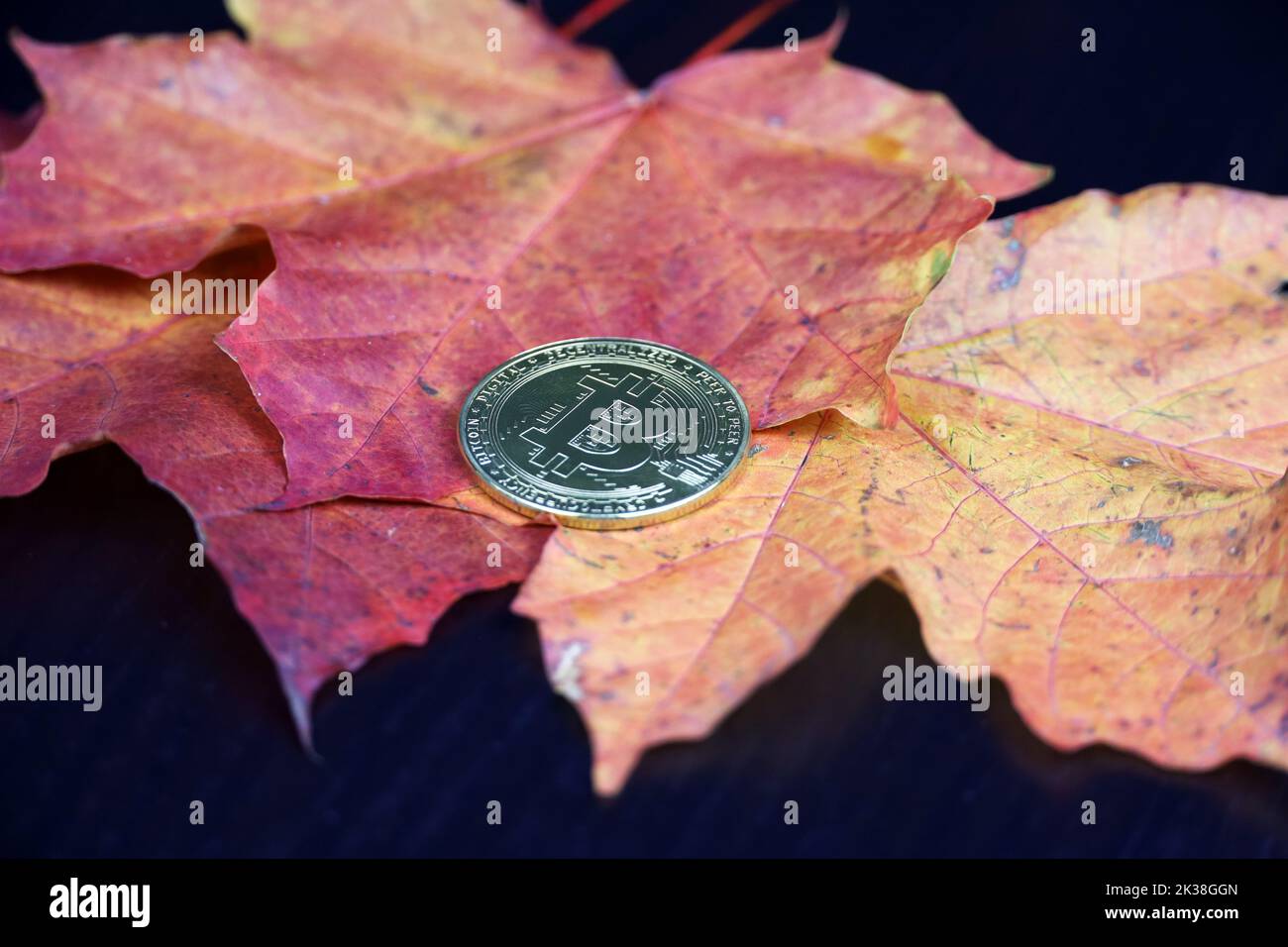 Bitcoin on autumn maple leaves, electronic decentralized money, rate of ...