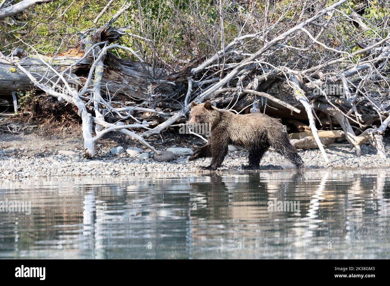 Grizzly Bear Cub Running along Shoreline Stock Photo - Alamy