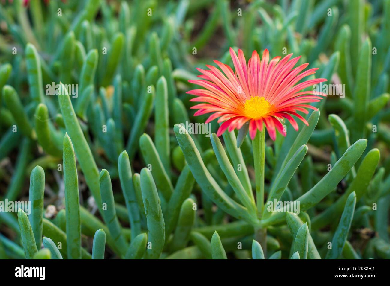 Red ice plant malephora crocea hi-res stock photography and images - Alamy