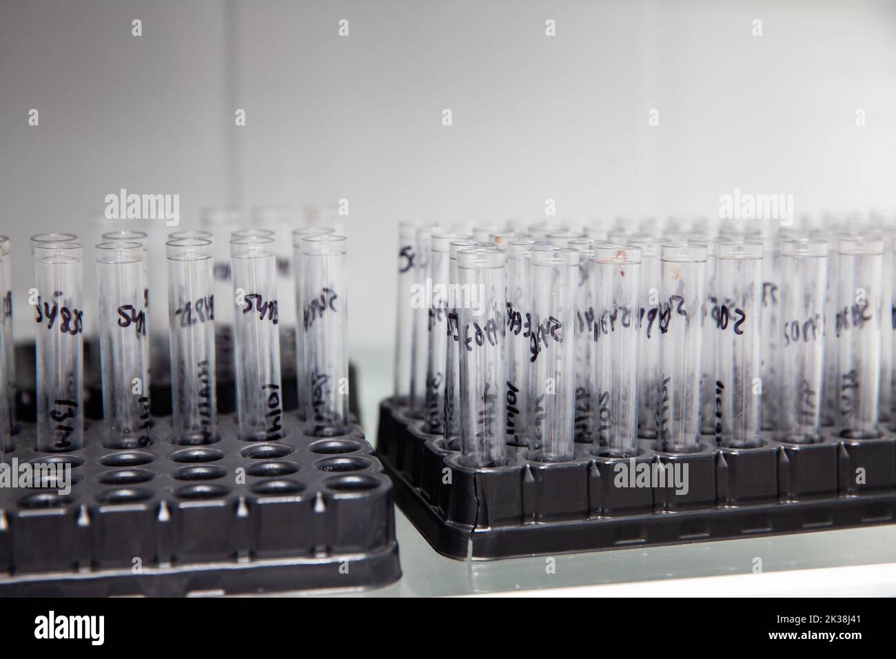 Group of test tubes containing patient samples ready for flow cytometry ...