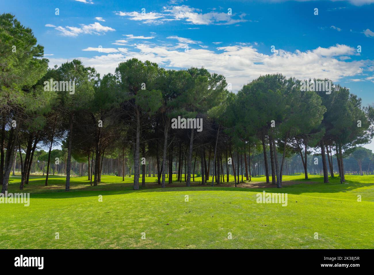 Blue cloudy sky over a row of pine trees in the background and smooth ...