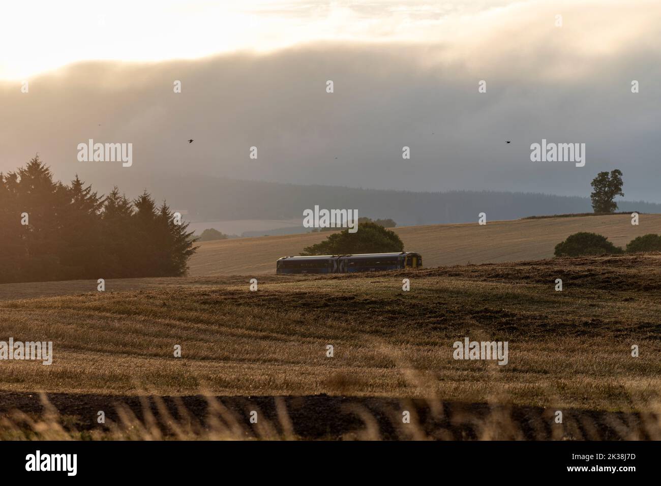Cereal grain grown near Dalmore, train in the Inverness and Ross-shire ...
