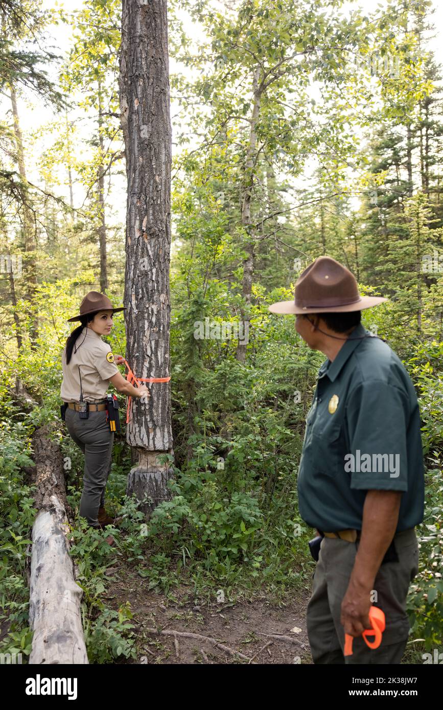 Tree trunk with path marking hi-res stock photography and images - Alamy