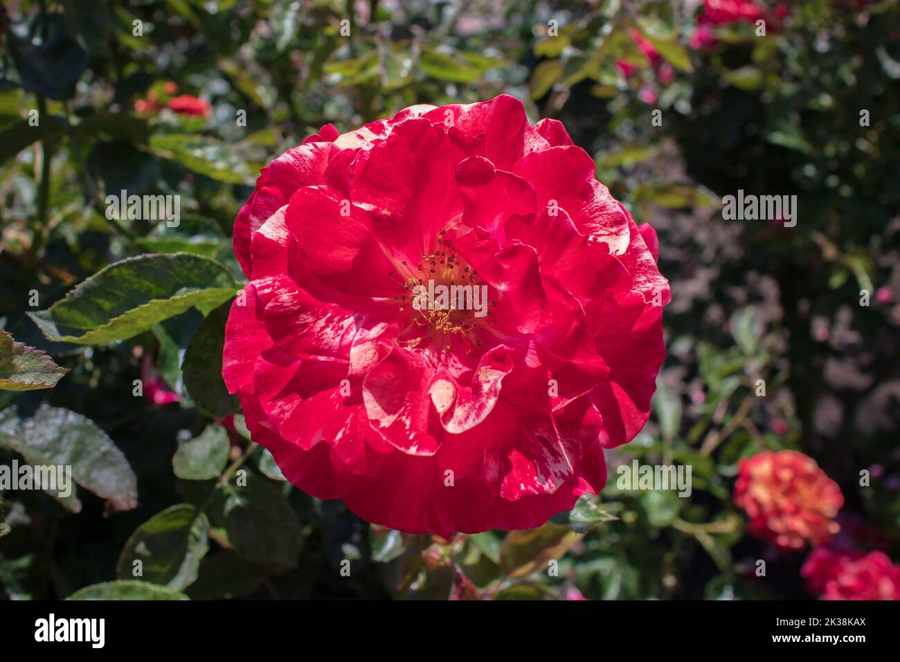 This Red Rose Woody is in full bloom against it's leafy background ...