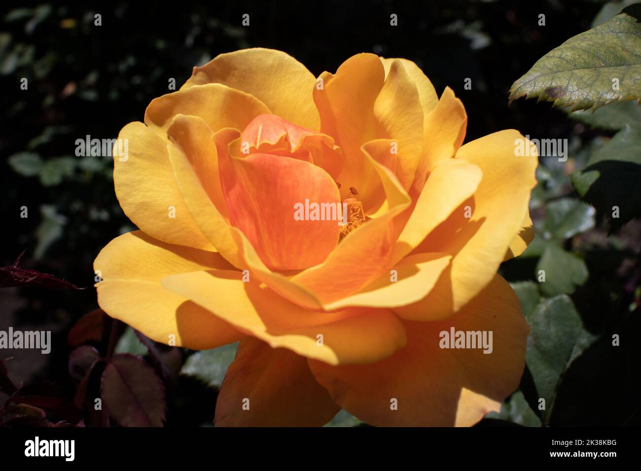 China rose bloom hi-res stock photography and images - Alamy