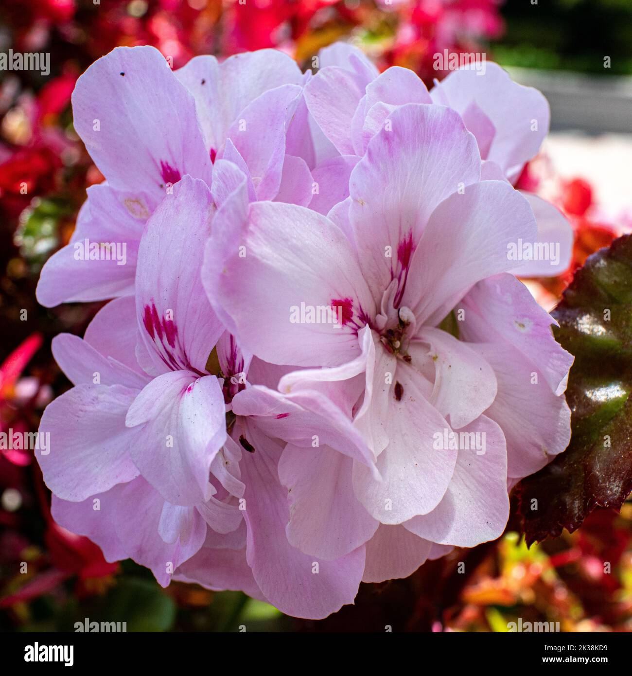 A colorful Pink Garden Geranium set in the mist of other colorful ...