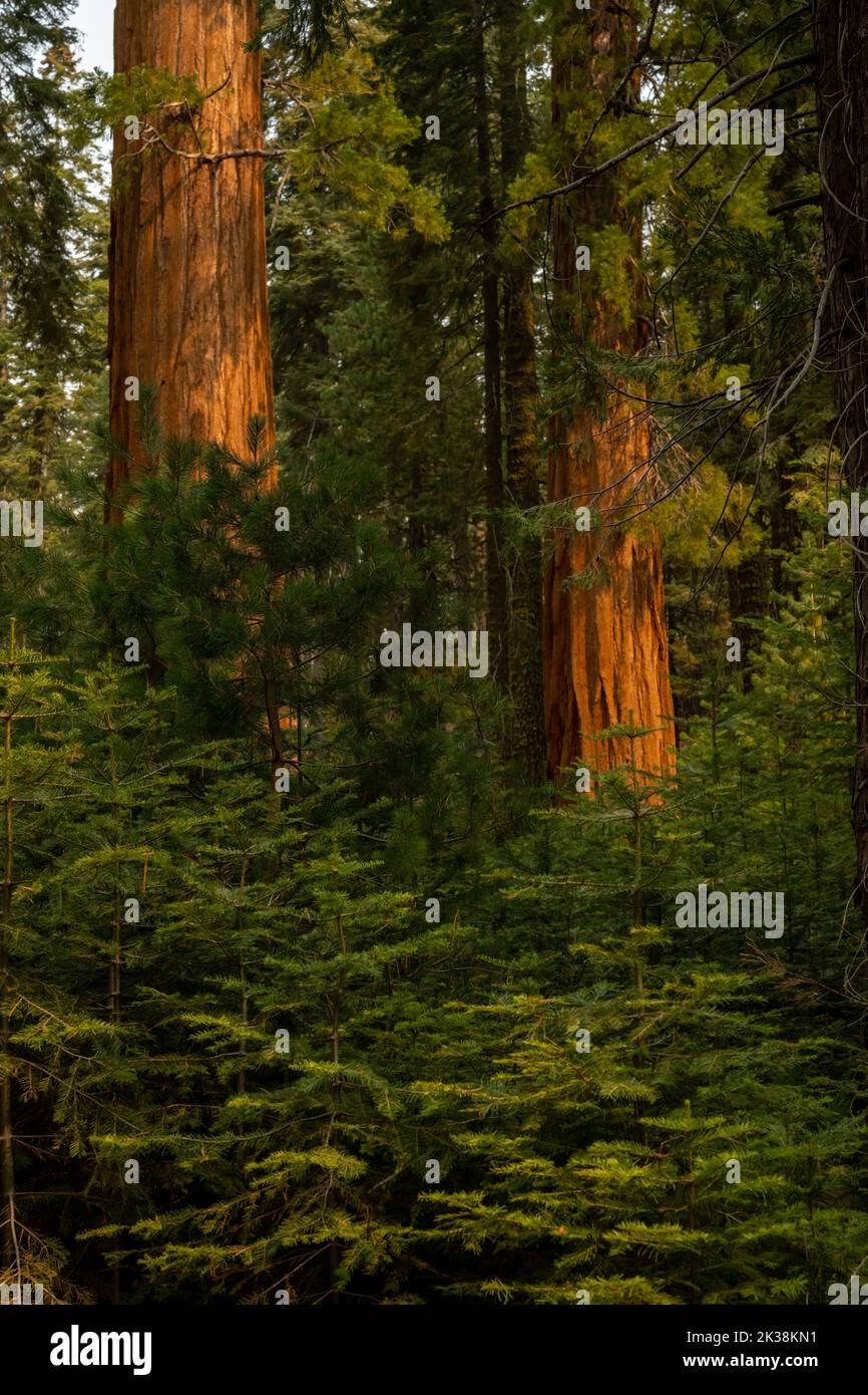 Sequoia national park young tree hi-res stock photography and images ...
