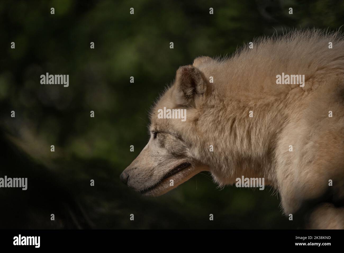 Black wolf portrait blue sky hi-res stock photography and images - Alamy