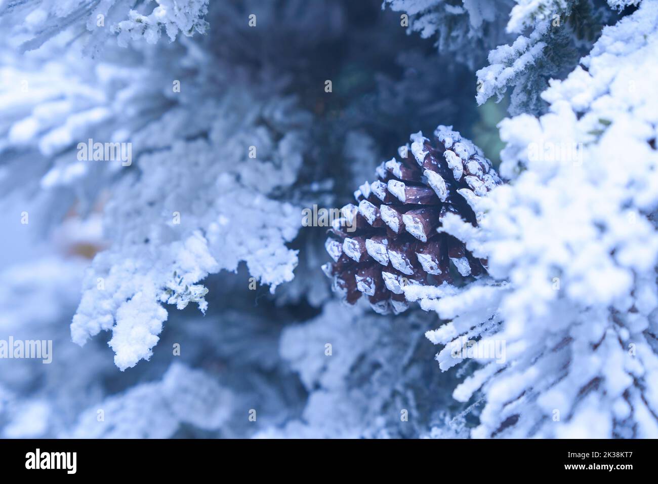 Frosty Fir Branches with a cone. Frosty outdoor scene. Snowy winter ...