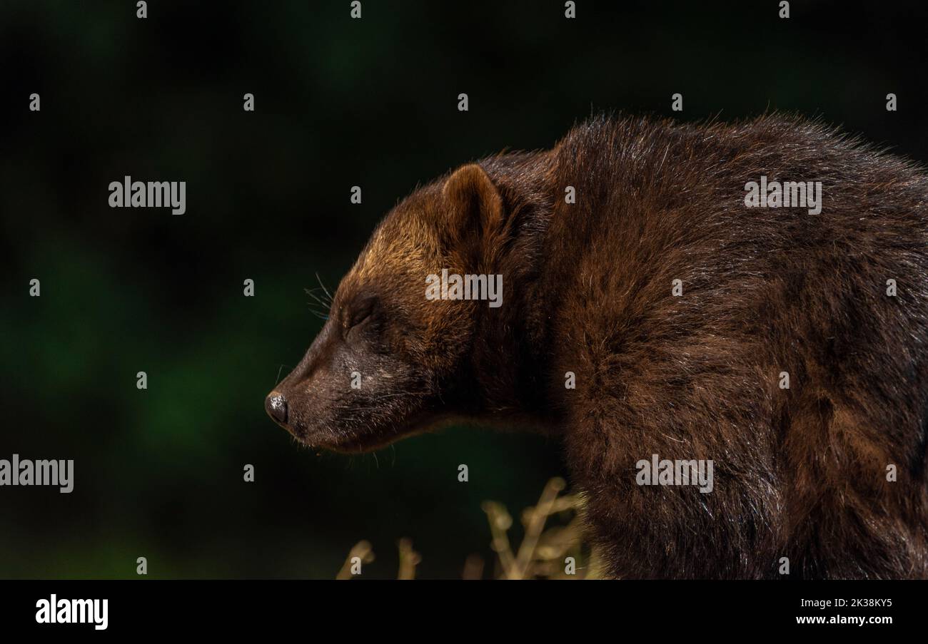 Gulo gulo animal in autumn nice sunny fresh morning Stock Photo - Alamy