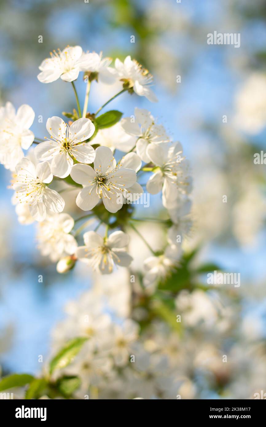 Spring blooming. White flowers. Spring. Flowering trees. Beautiful ...