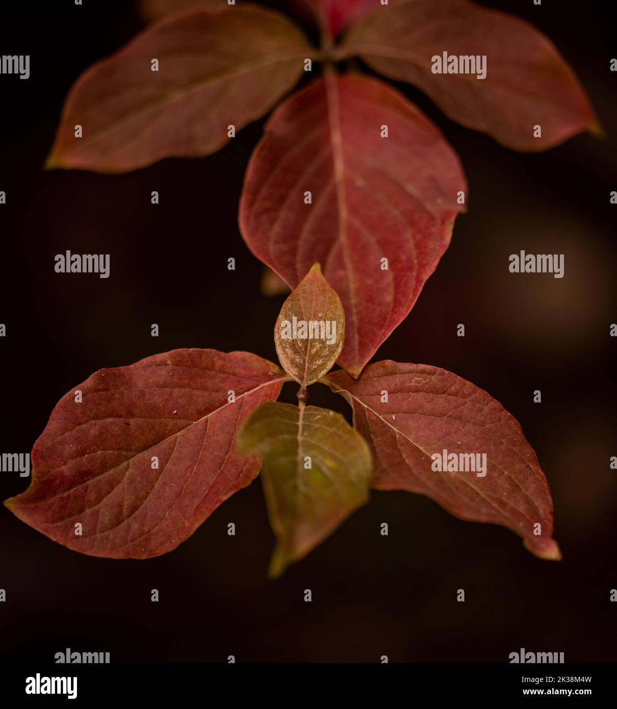 Small Leaves Turning Red In Early October in Yosemite National Park ...