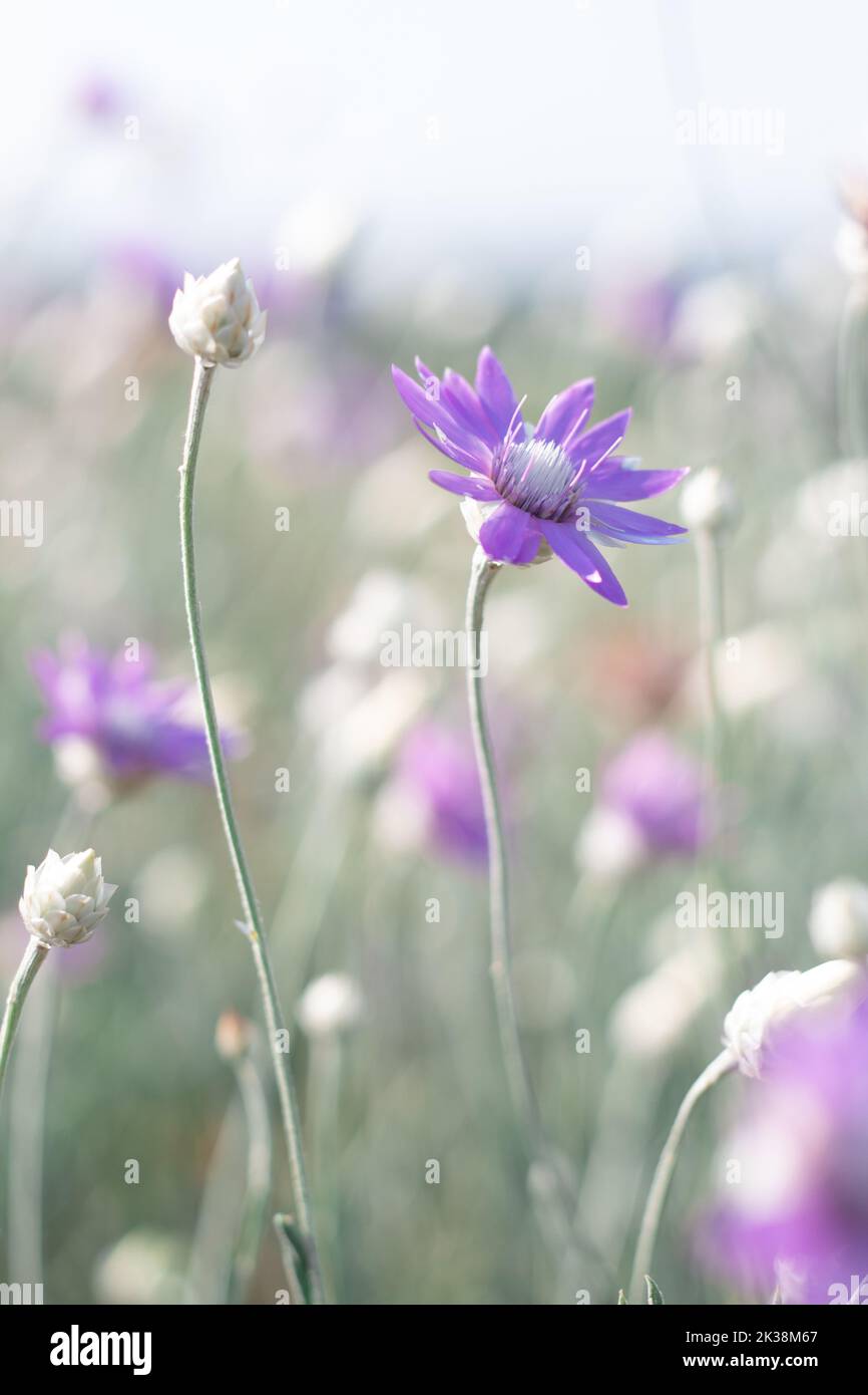 The color Is Very Peri. The flower of the color is Very Peri. A flower ...