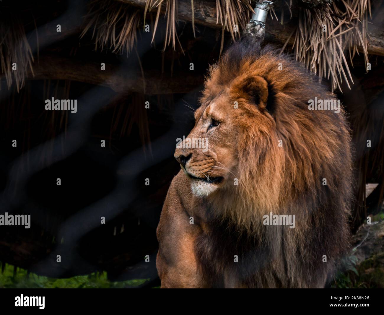African lion looking around in hi-res stock photography and images - Alamy