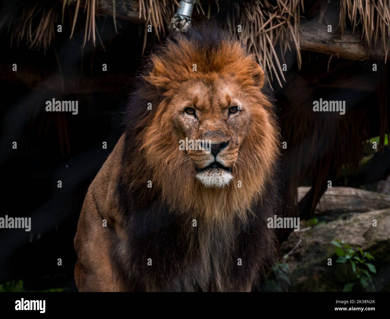 A lion looks around while standing in a zoo Stock Photo - Alamy