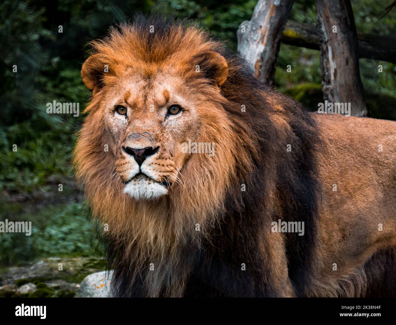 A lion looks around while standing in a zoo Stock Photo - Alamy