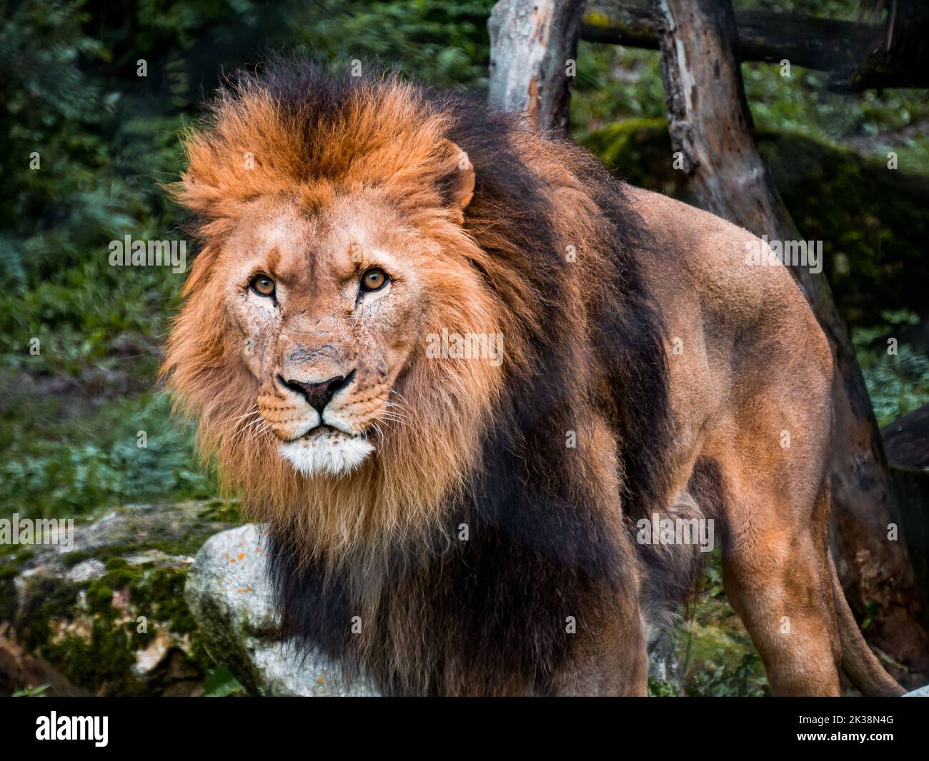 A lion looks around while standing in a zoo Stock Photo - Alamy