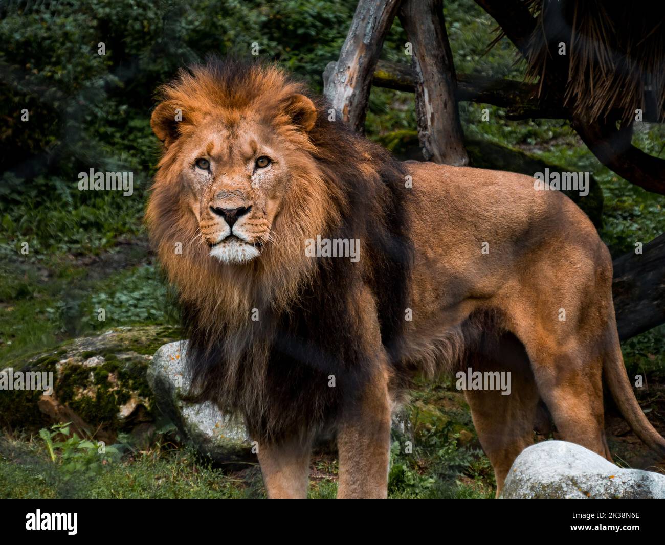 A lion looks around while standing in a zoo Stock Photo - Alamy