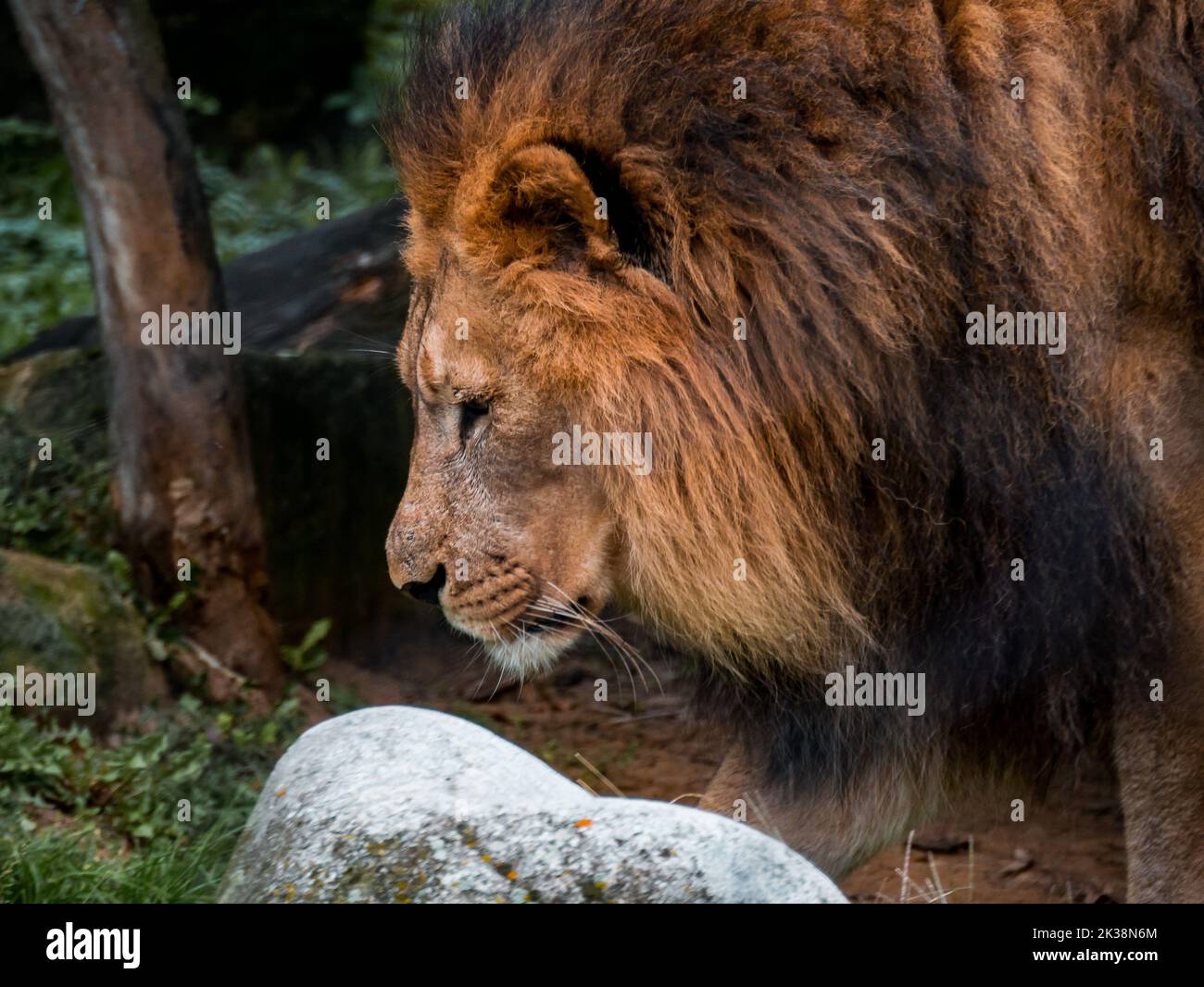 A lion looks around while standing in a zoo Stock Photo - Alamy