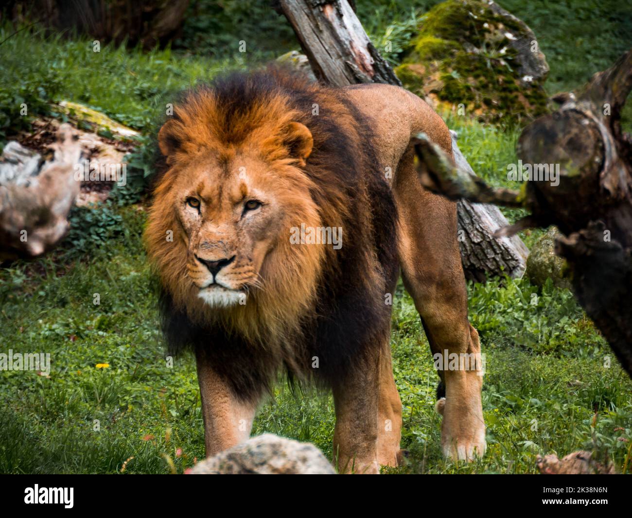A lion looks around while standing in a zoo Stock Photo - Alamy