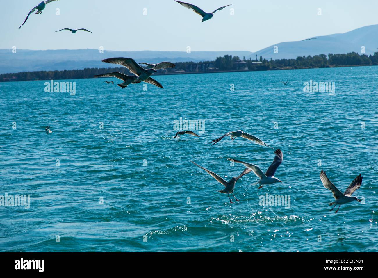 An aerial view of seagulls flying over lake Stock Photo - Alamy