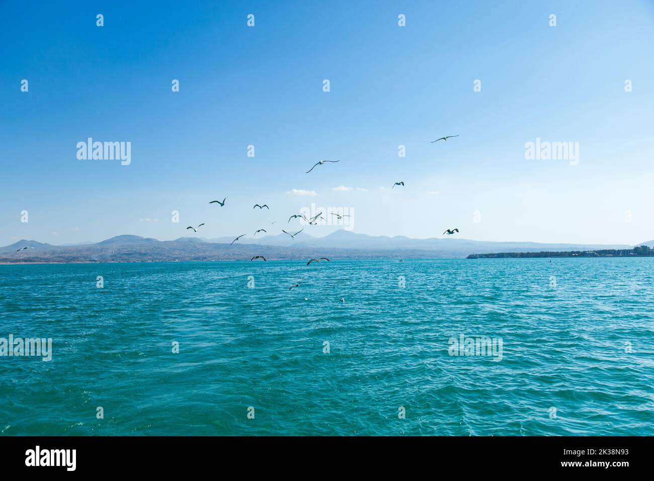 An aerial view of seagulls flying over lake Stock Photo - Alamy