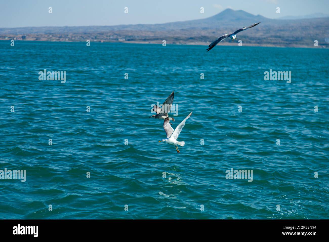 An aerial view of seagulls flying over lake Stock Photo - Alamy
