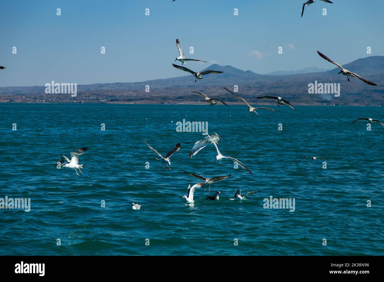 An aerial view of seagulls flying over lake Stock Photo - Alamy