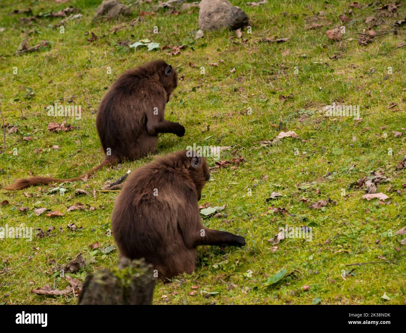 Monkeys look for food in the grass at the zoo Stock Photo - Alamy
