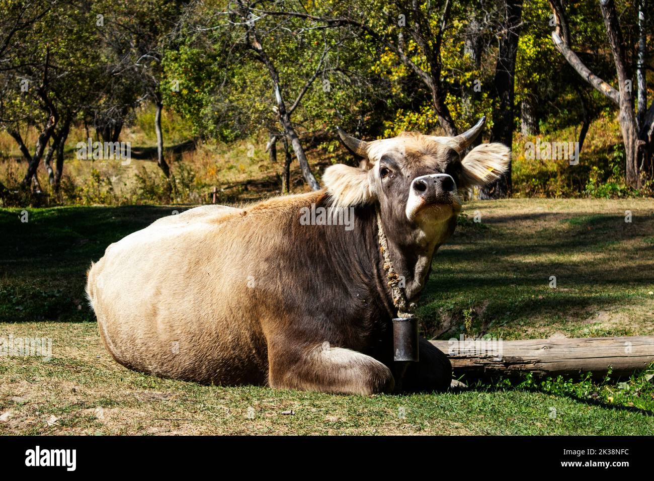 a bull with a bell is lying on the lawn Stock Photo - Alamy