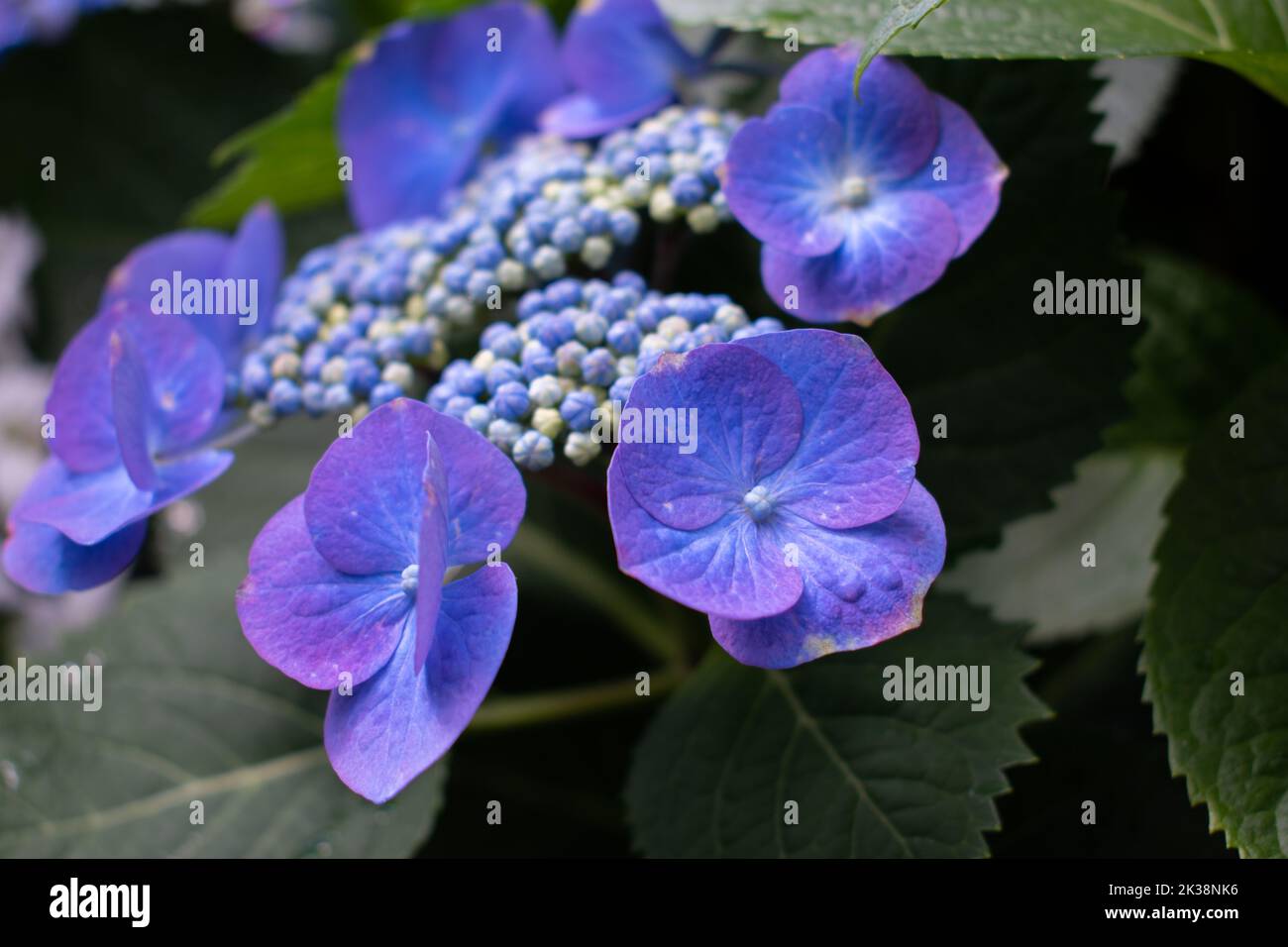 French Hydrangea, close up shot of a purple hydrangea Stock Photo - Alamy