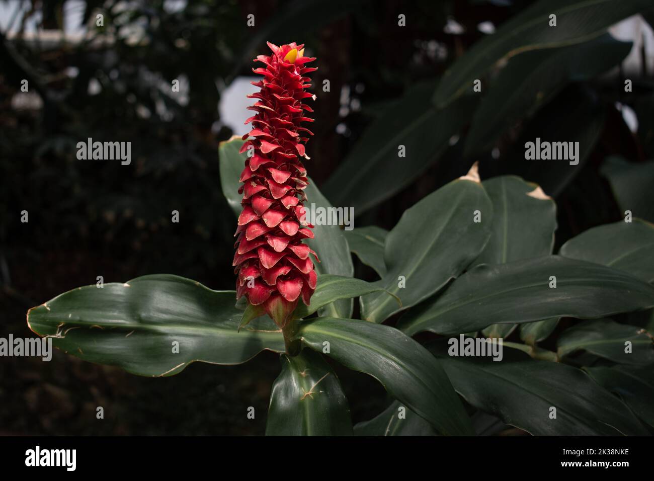 Red Tower Ginger plant Stock Photo - Alamy