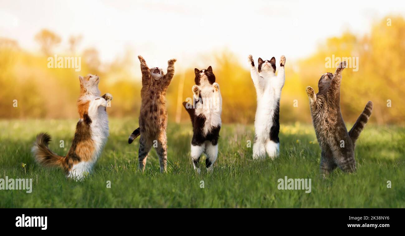 group of five beautiful and different cats stand on the green grass on ...