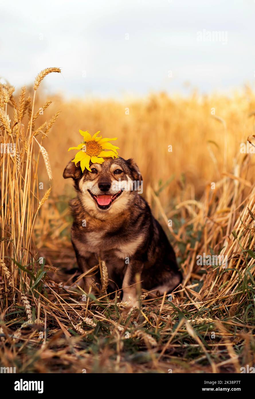 cute dog with a sunflower sits on a field of ripe wheat ears on a sunny ...