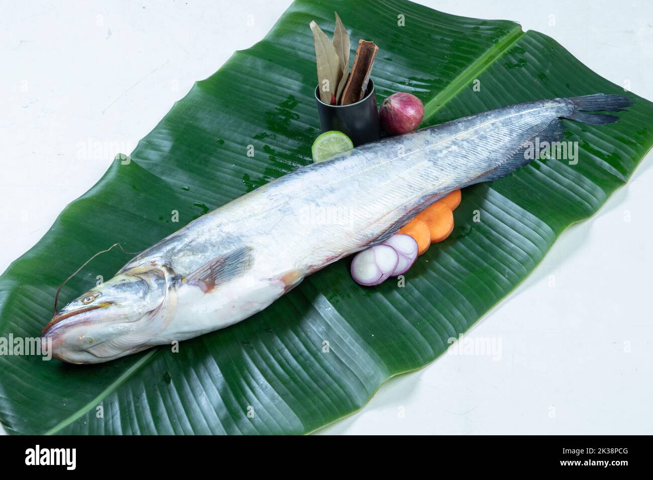 South Asian Boal fishes over white background Stock Photo - Alamy