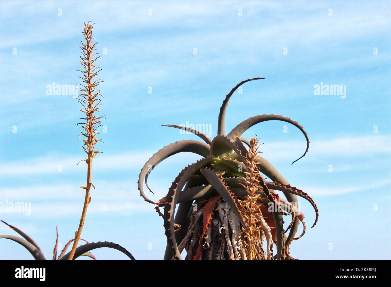 An exotic cactus shaped like an octopus in a desert under a bright blue ...