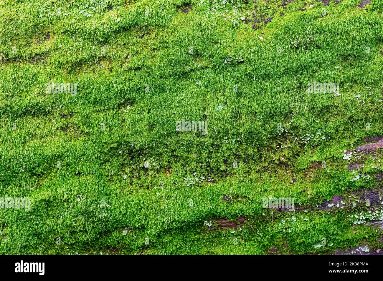 Log with moss hi-res stock photography and images - Alamy