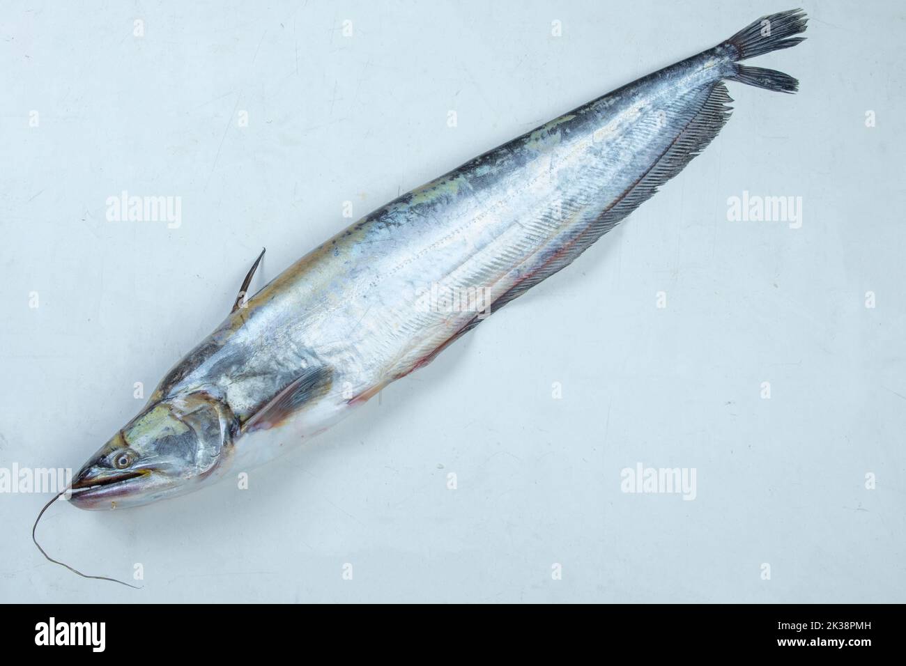 South Asian Boal fishes over white background Stock Photo - Alamy