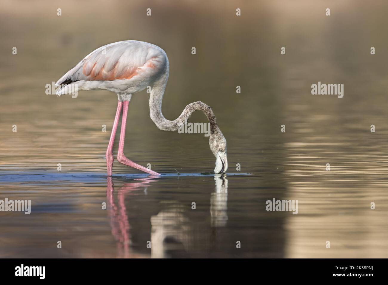 A beautiful flamingo standing in a lake and craning its neck to catch ...