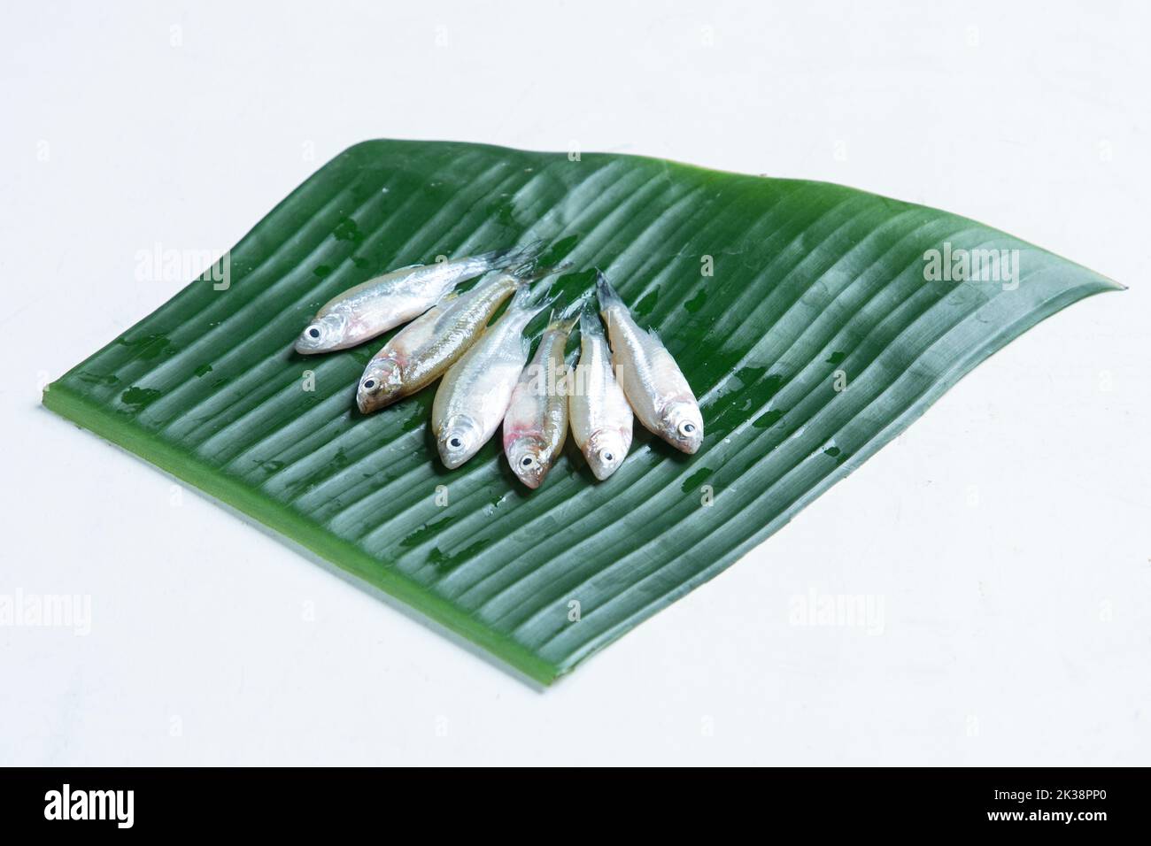 Fresh Raw Corica or Kachki River water Fish Photography Background or ...