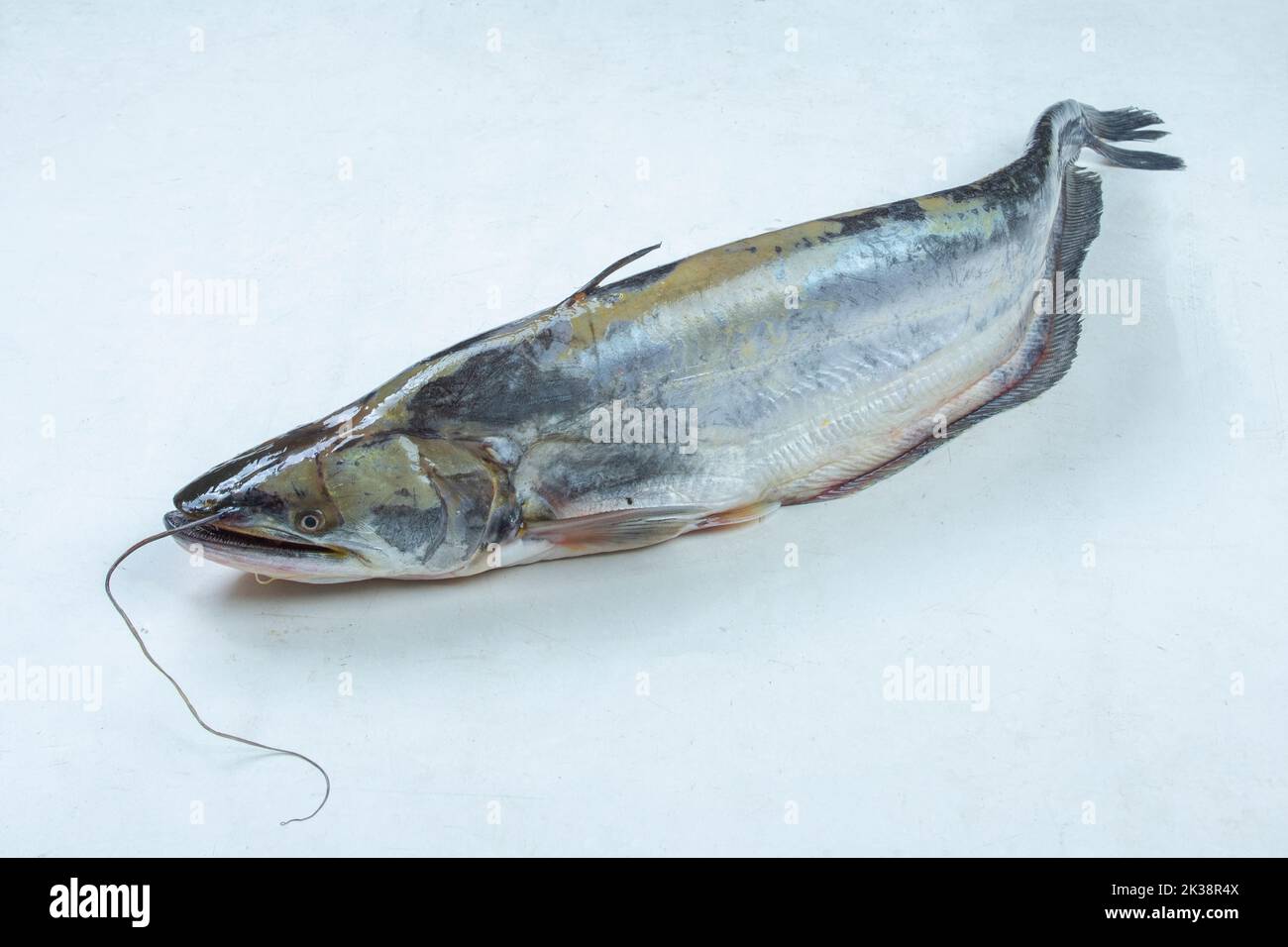Bowal fish hi-res stock photography and images - Alamy
