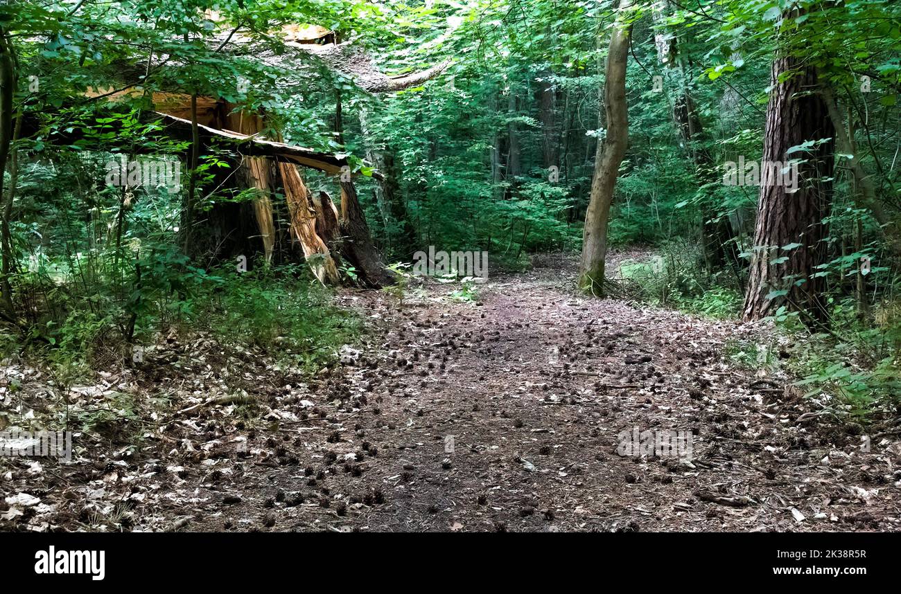 A woodland path with a fallen tree Stock Photo - Alamy
