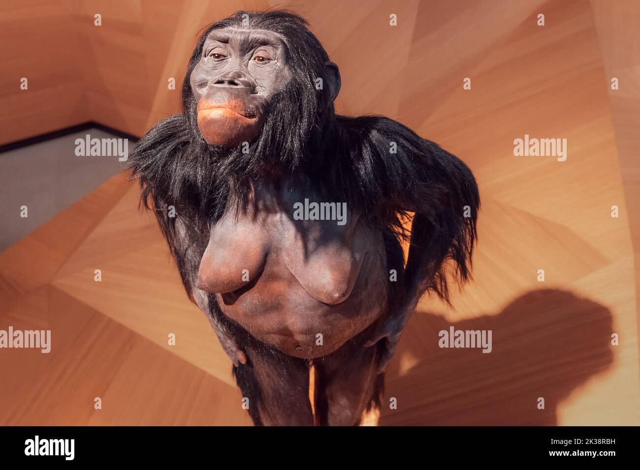 Australopithecus Afarensis Lucy Corpo Inteiro Australopithecus