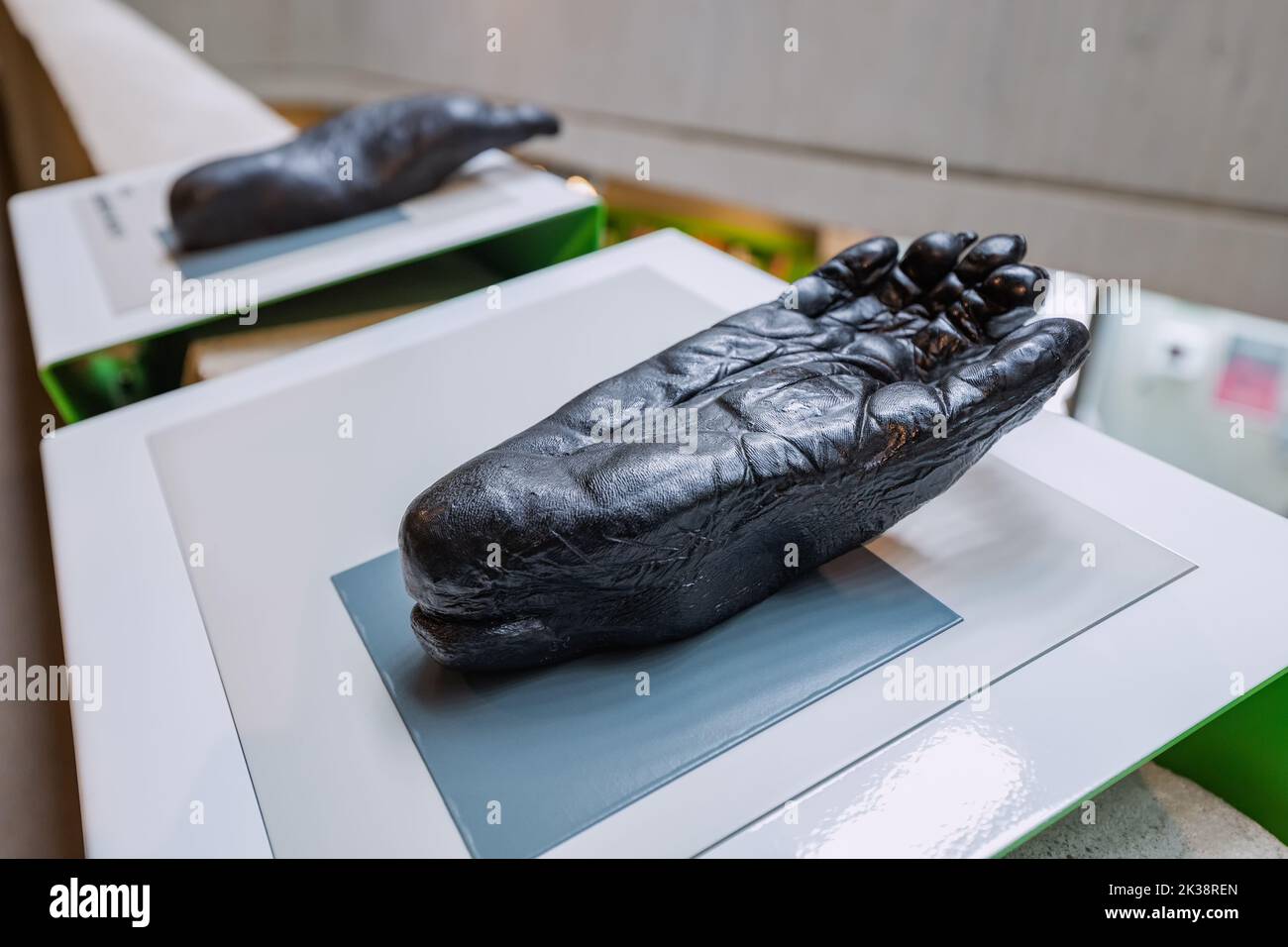 A cast of a bonobo chimpanzee's foot with fingers and patterns. The ...