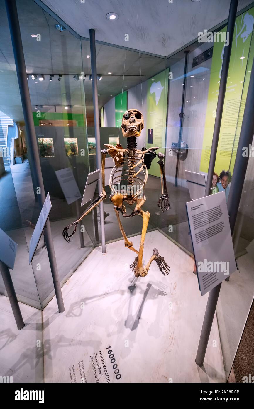 22 July 2022, Dusseldorf, Germany: Reconstruction of the skull and ...