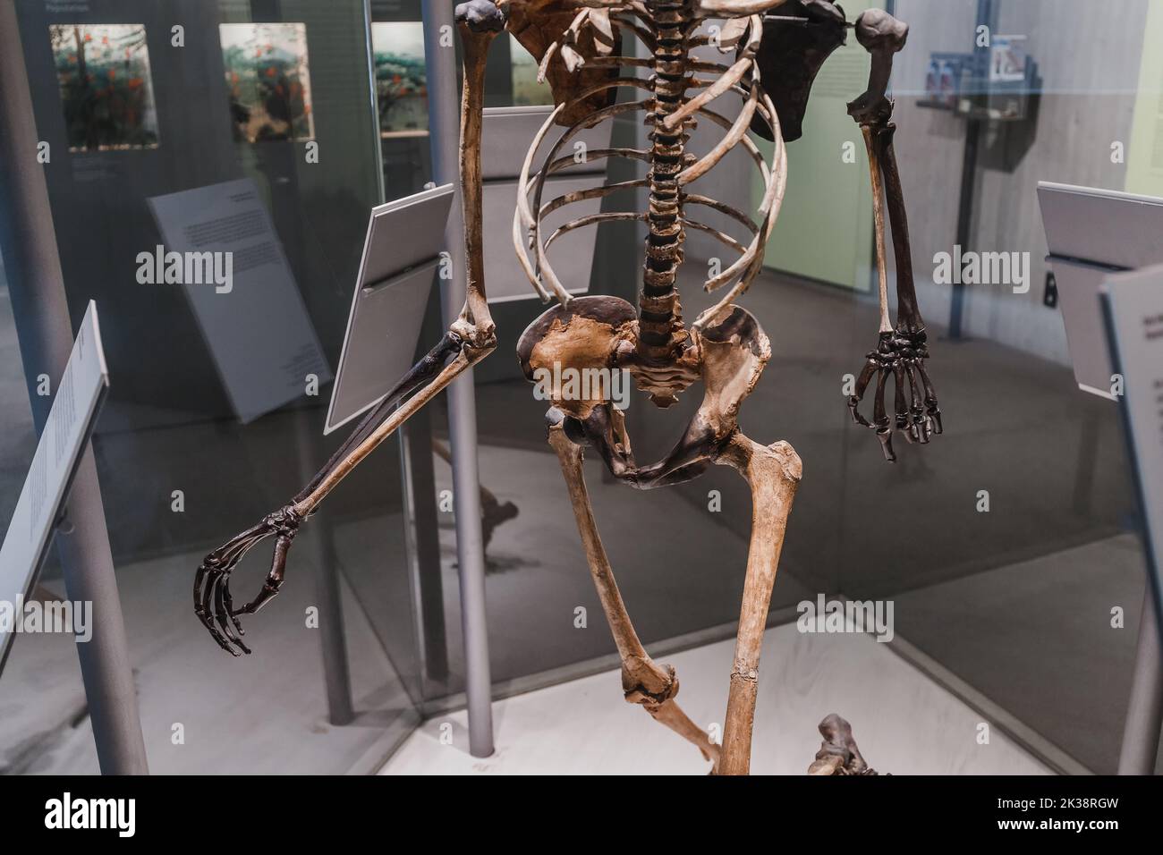 22 July 2022, Dusseldorf, Germany: Reconstruction of the skull and ...