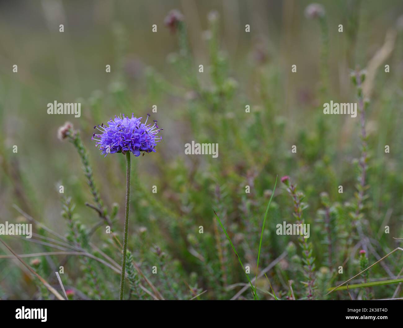 Devils bit scabious Succisa pratensis growing on Tittleshall Common ...