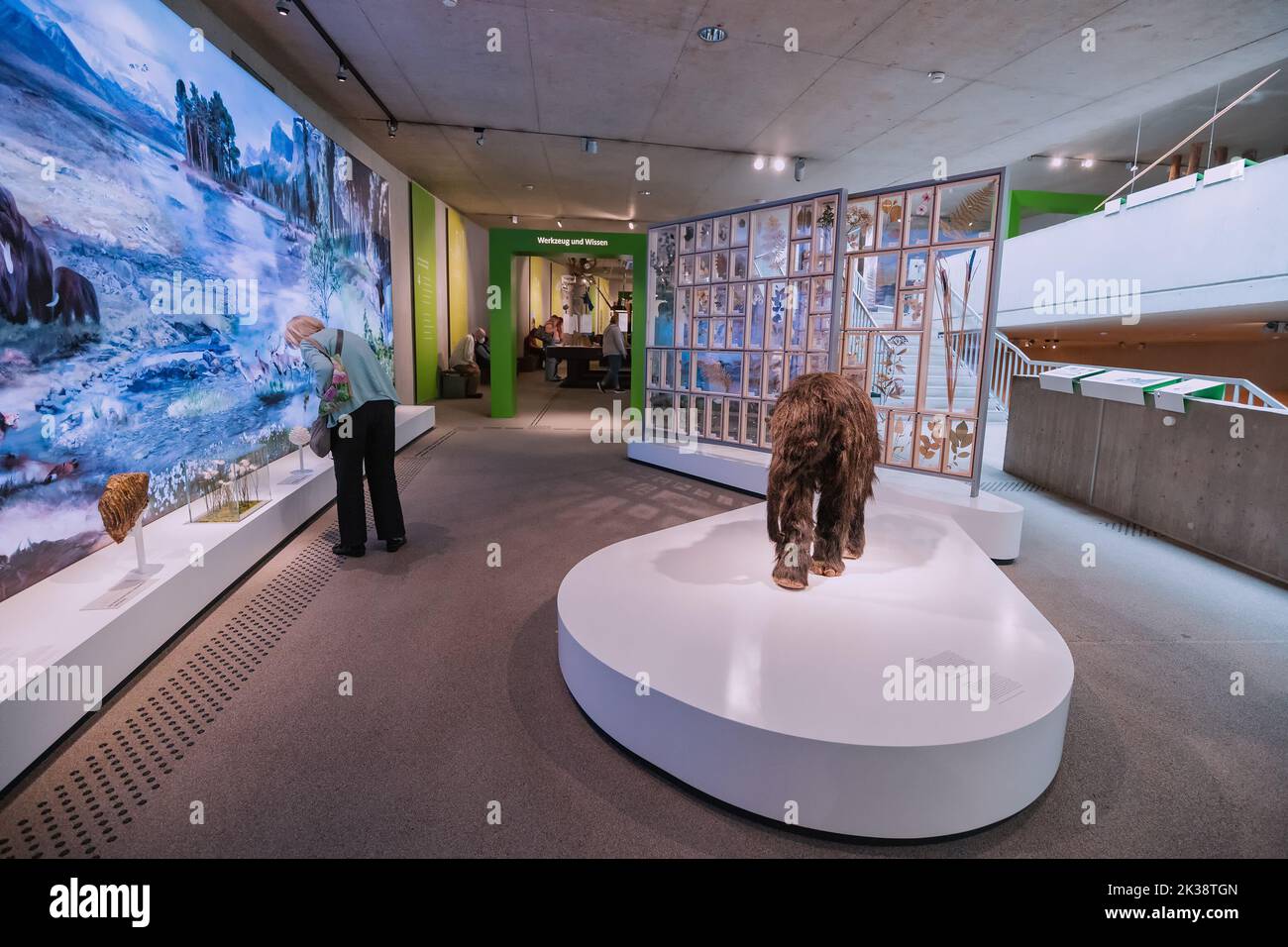 22 July 2022, Neanderthal museum, Germany: Woolly mammoth baby on ...