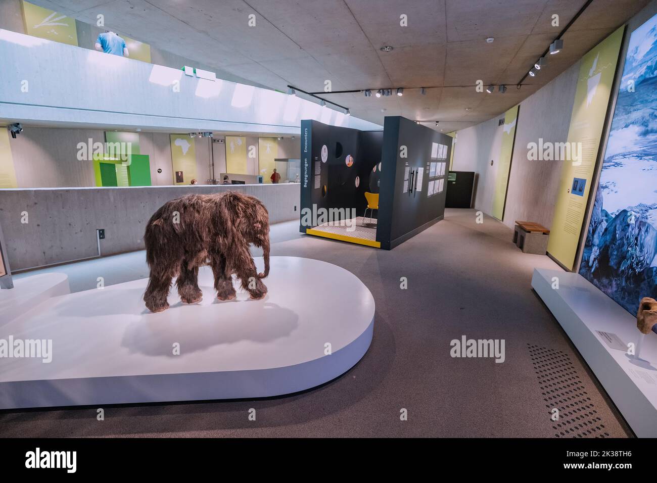 22 July 2022, Neanderthal museum, Germany: Woolly mammoth baby on ...